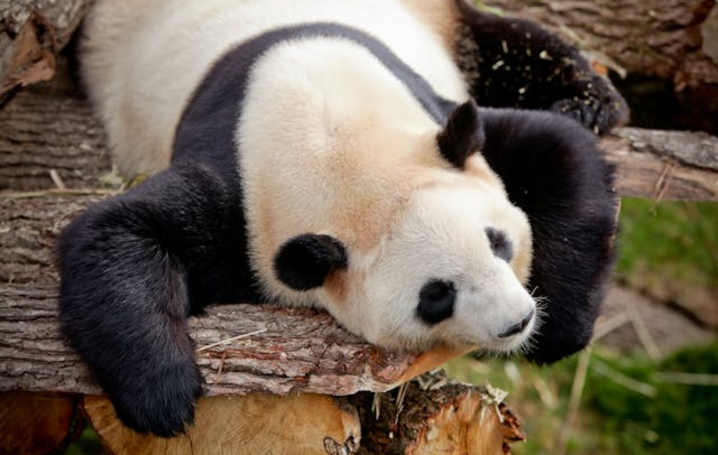 SEGINI KEUNTUNGAN KOREA SELATAN DARI ‘DIPLOMASI PANDA’ FU BAO